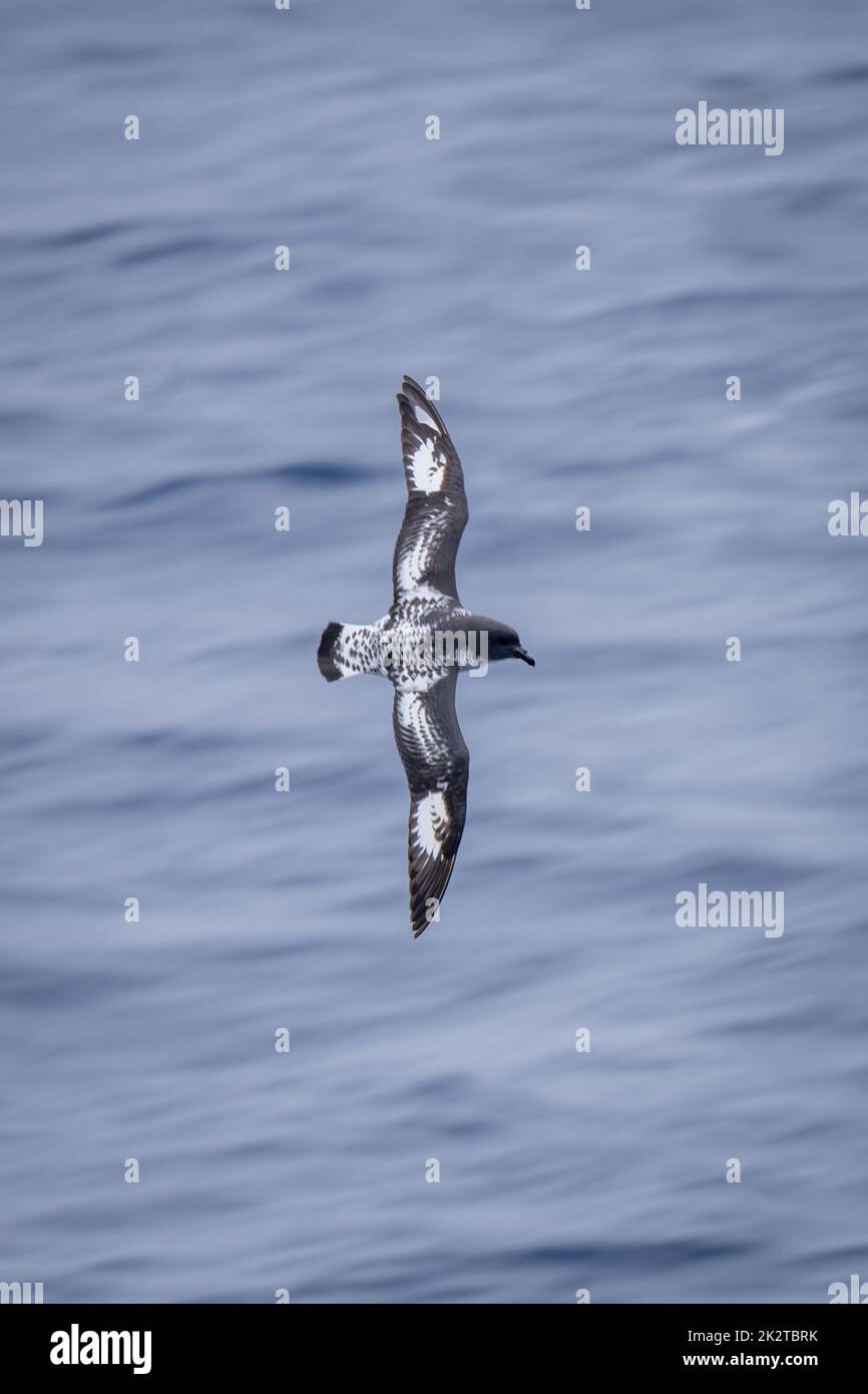 Pan ocean hi-res stock photography and images - Alamy