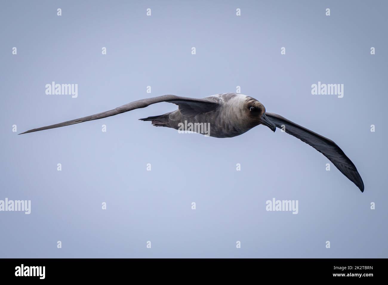 Southern giant petrel glides in blue sky Stock Photo - Alamy