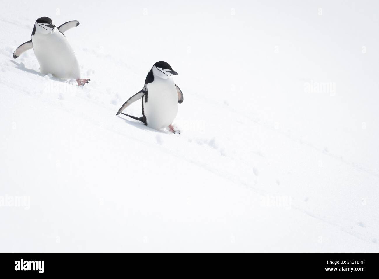 Two chinstrap penguins slide down snowy hill Stock Photo - Alamy