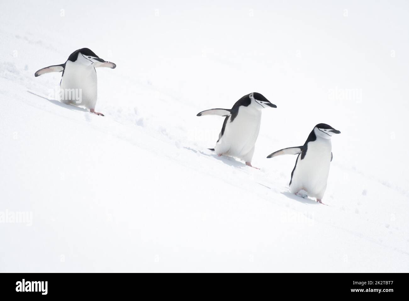 Three chinstrap penguins surf down snowy slope Stock Photo - Alamy