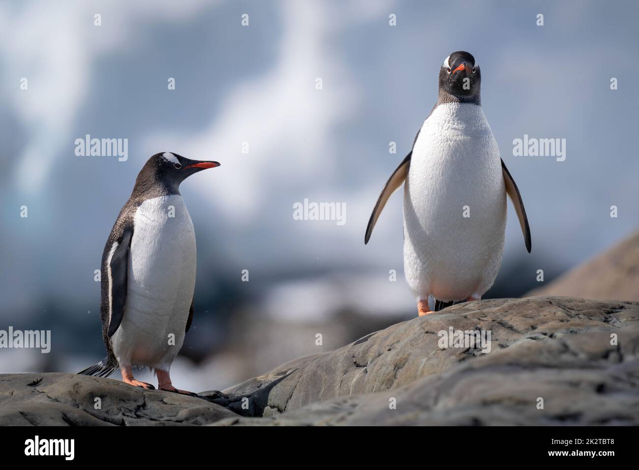 Penguins stands hi-res stock photography and images - Alamy