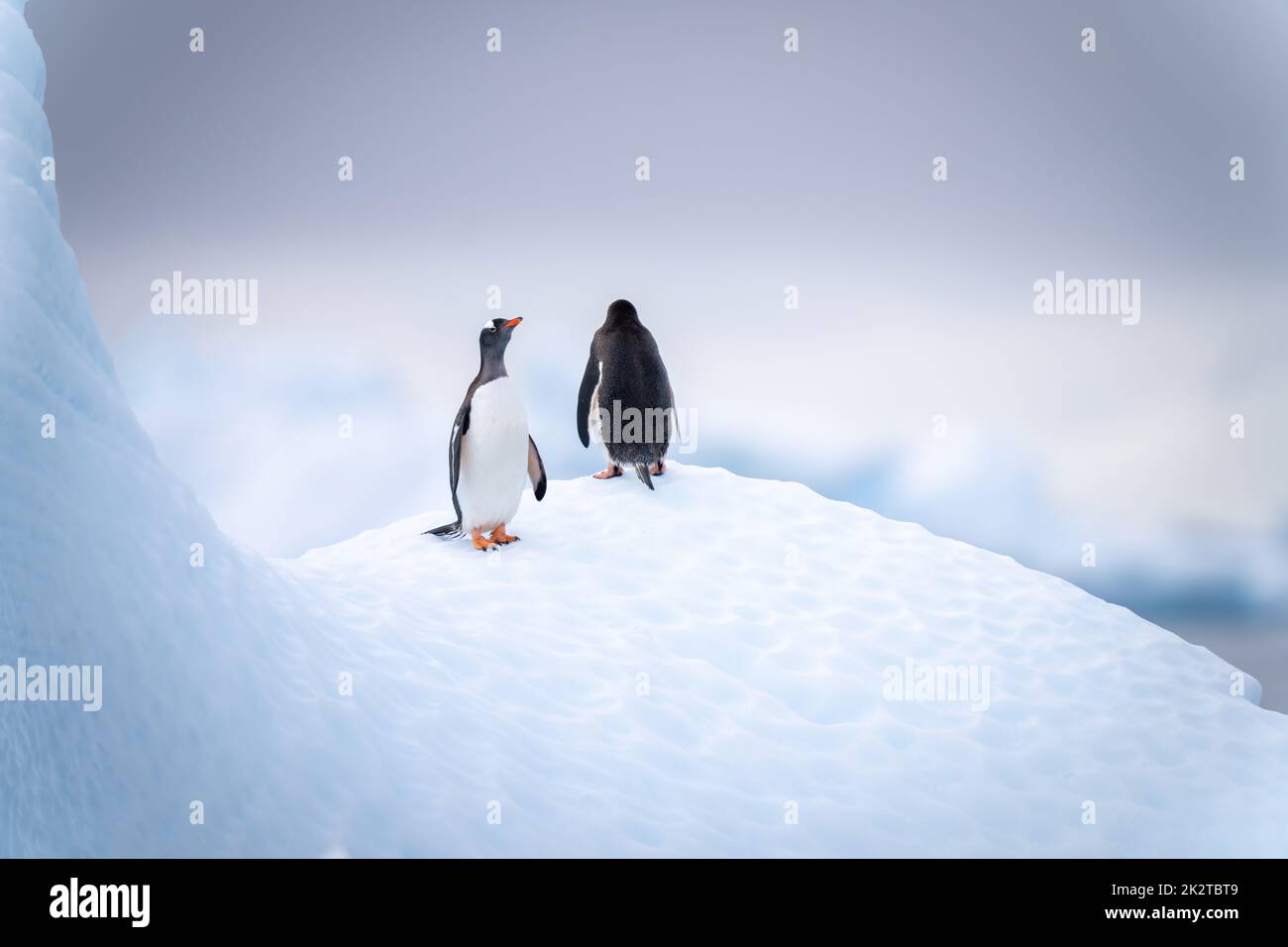 Two gentoo penguins stand on pitted iceberg Stock Photo - Alamy