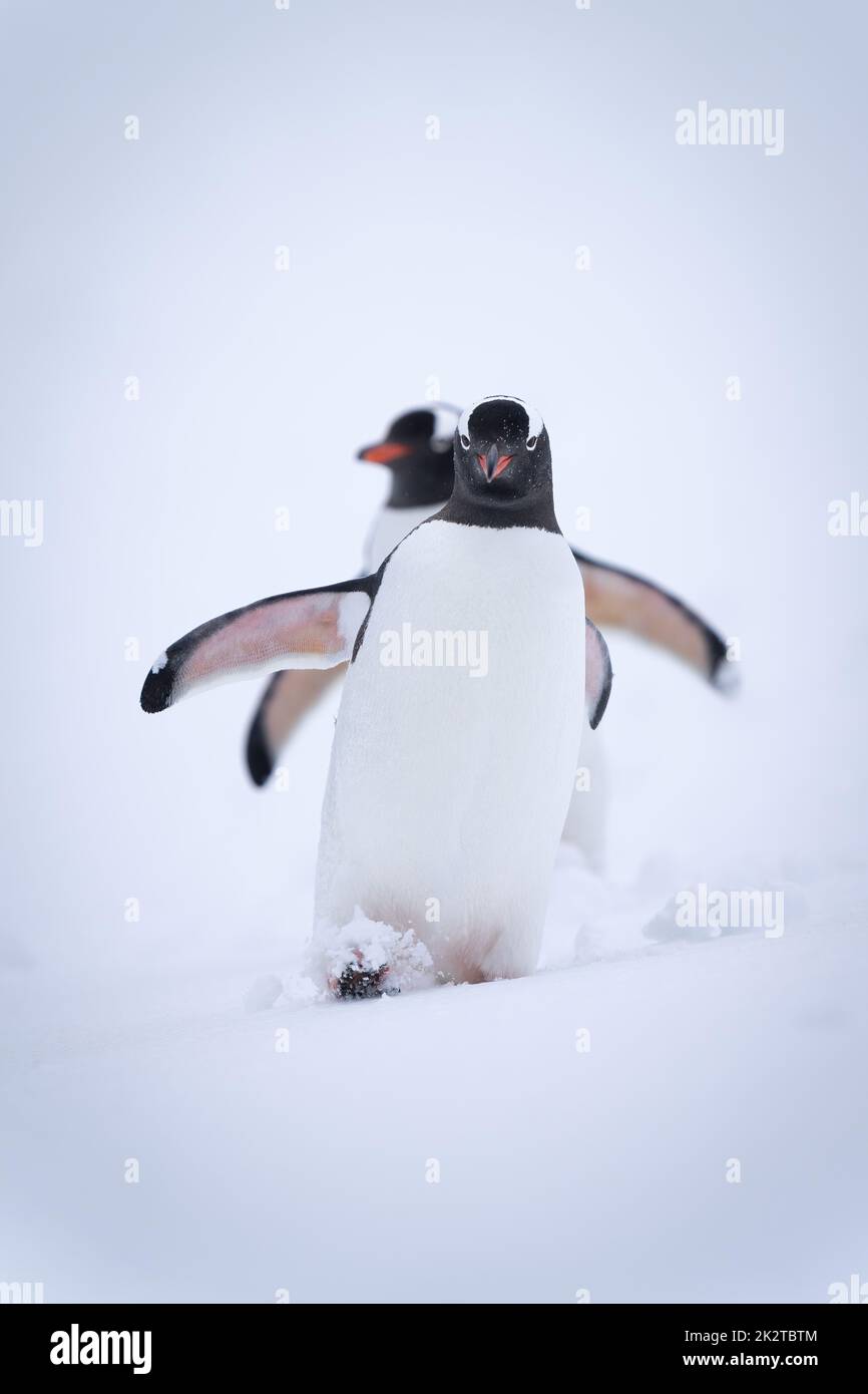 Two penguins together hi-res stock photography and images - Alamy