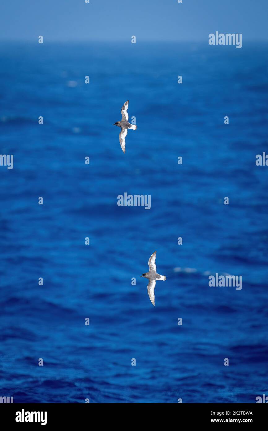 Two Antarctic petrels cross sea in formation Stock Photo - Alamy