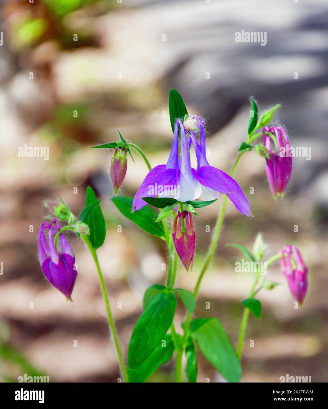 Flower Aquilegia vulgaris (Latin Aquilegia vulgaris) or Catchment ...
