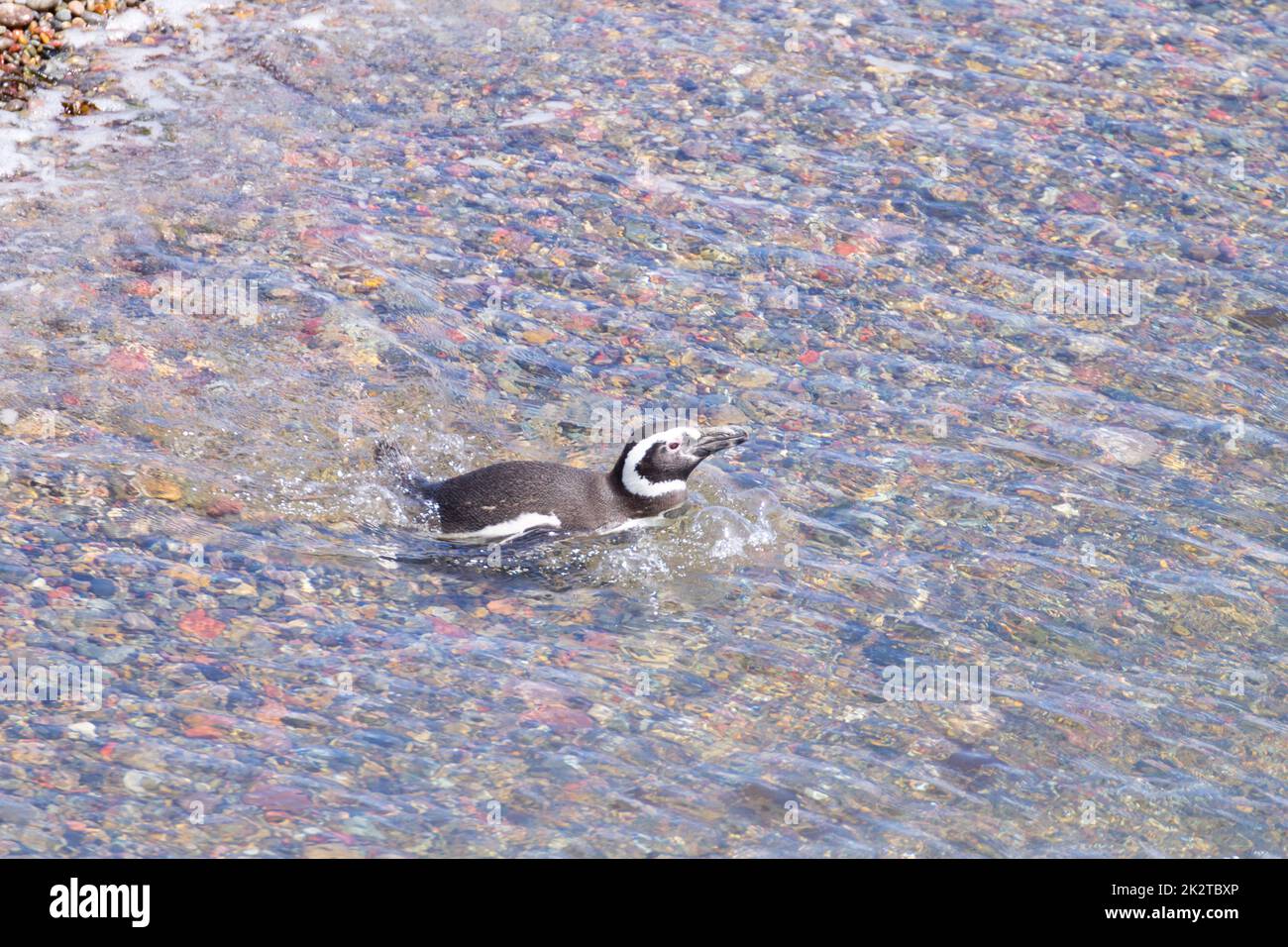 Magellanic penguins. Punta Tombo penguin colony, Patagonia Stock Photo ...