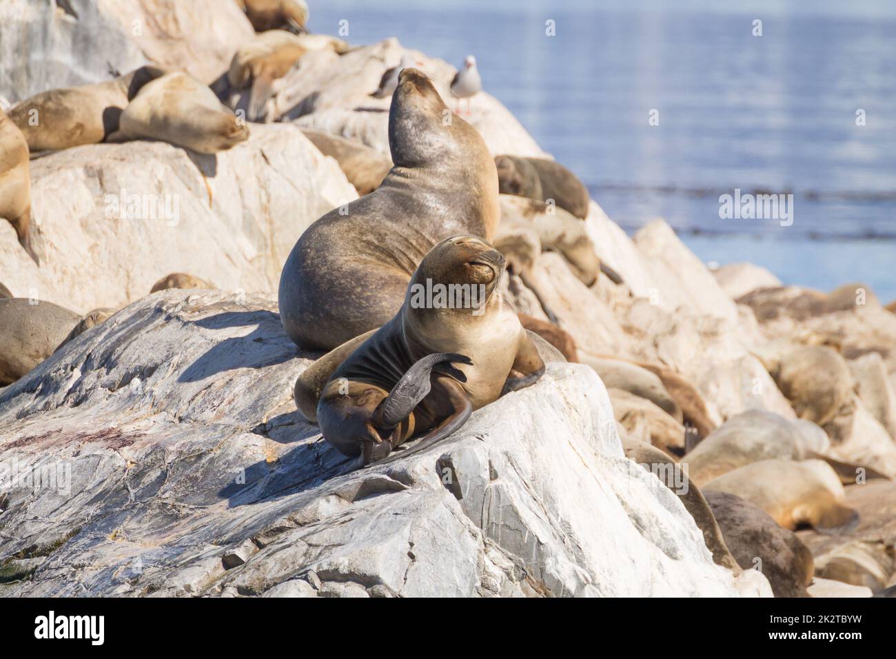 South American sea lion colony on Beagle channel Stock Photo - Alamy