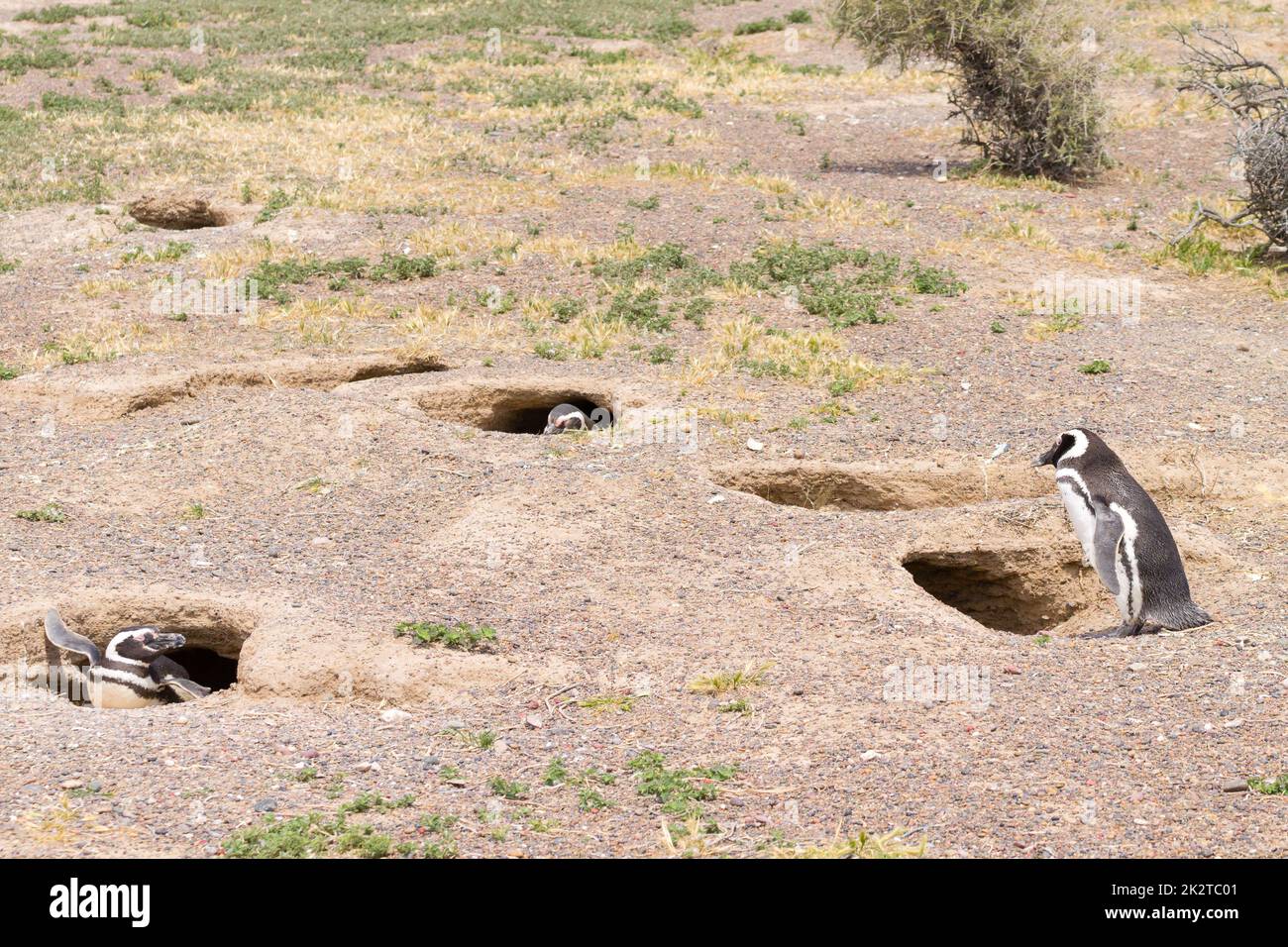 Magellanic penguins. Punta Tombo penguin colony, Patagonia Stock Photo ...