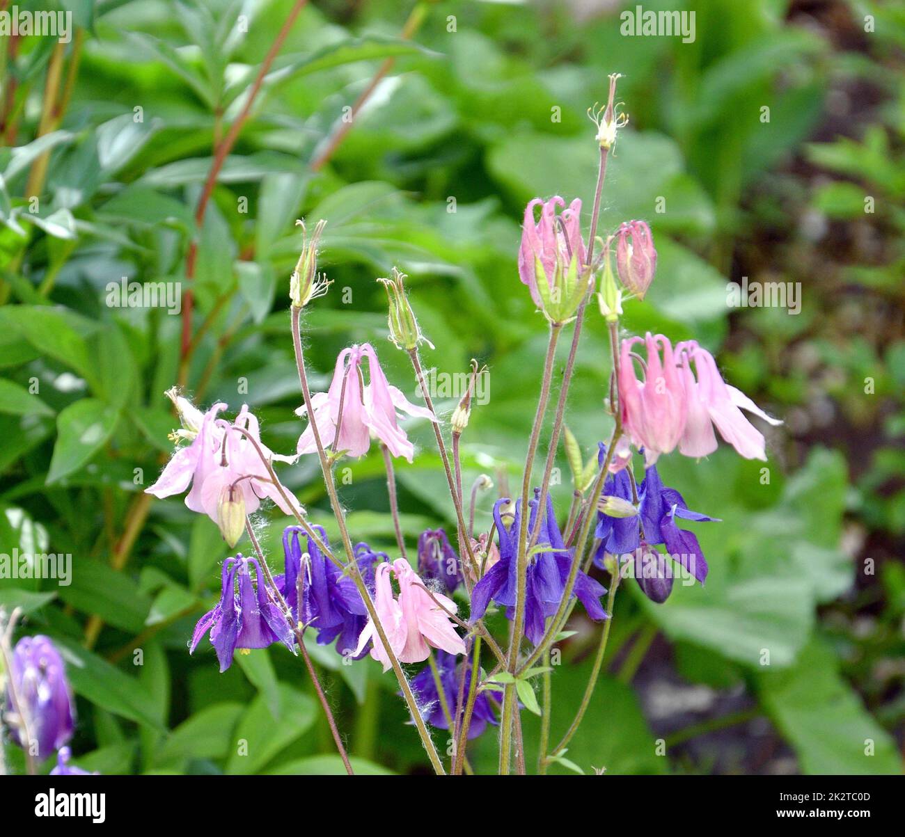 Flower Aquilegia vulgaris (Latin Aquilegia vulgaris) or Catchment ...