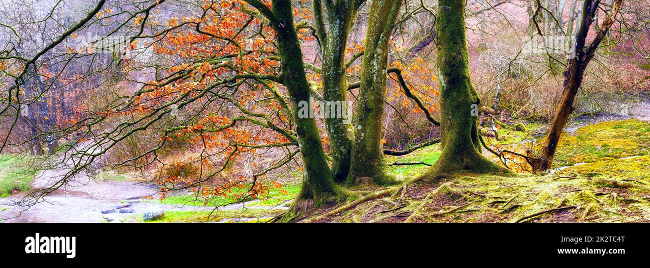 The forest of trolls - Rebild, Denmark. The enchanted forest in Rebild ...