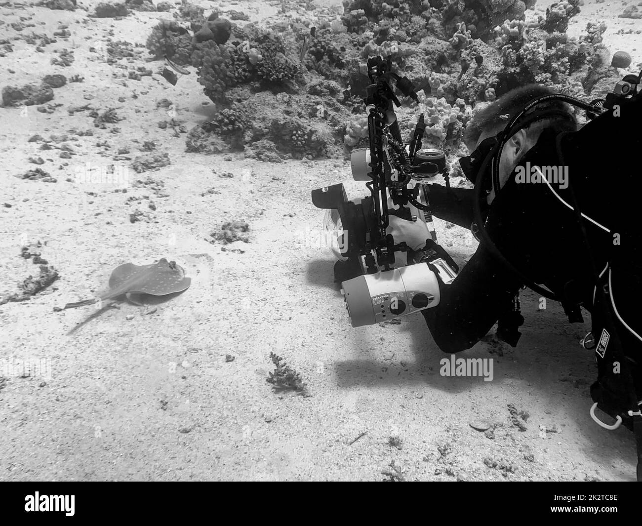 Pictures tank Black and White Stock Photos & Images - Alamy