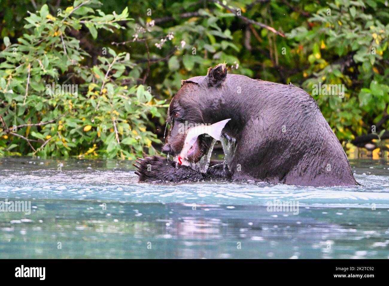 A closeup of the Alaskan Brown Bear (Ursus horribilis) in Lake Clark ...