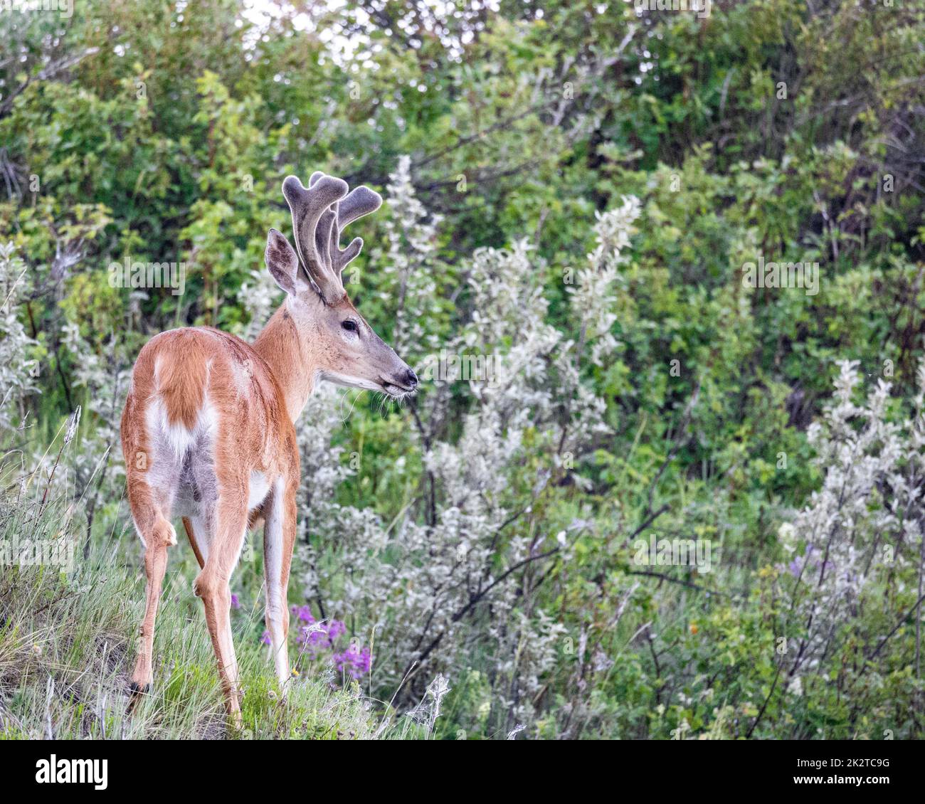 An adult key deer alertly observe the environment Stock Photo - Alamy