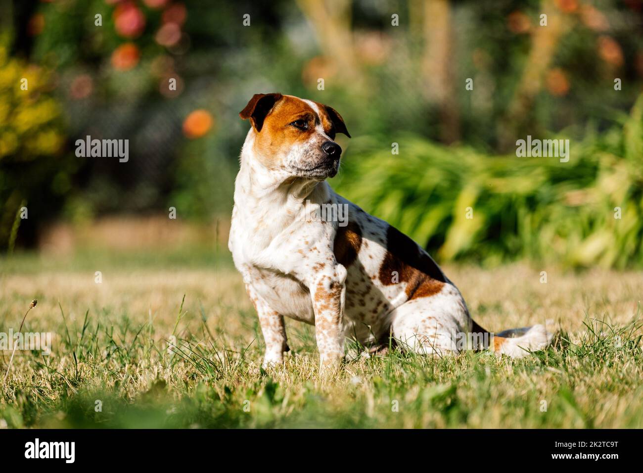 A side view of a brown and white Staffordshire Bull Terrier with brown ...