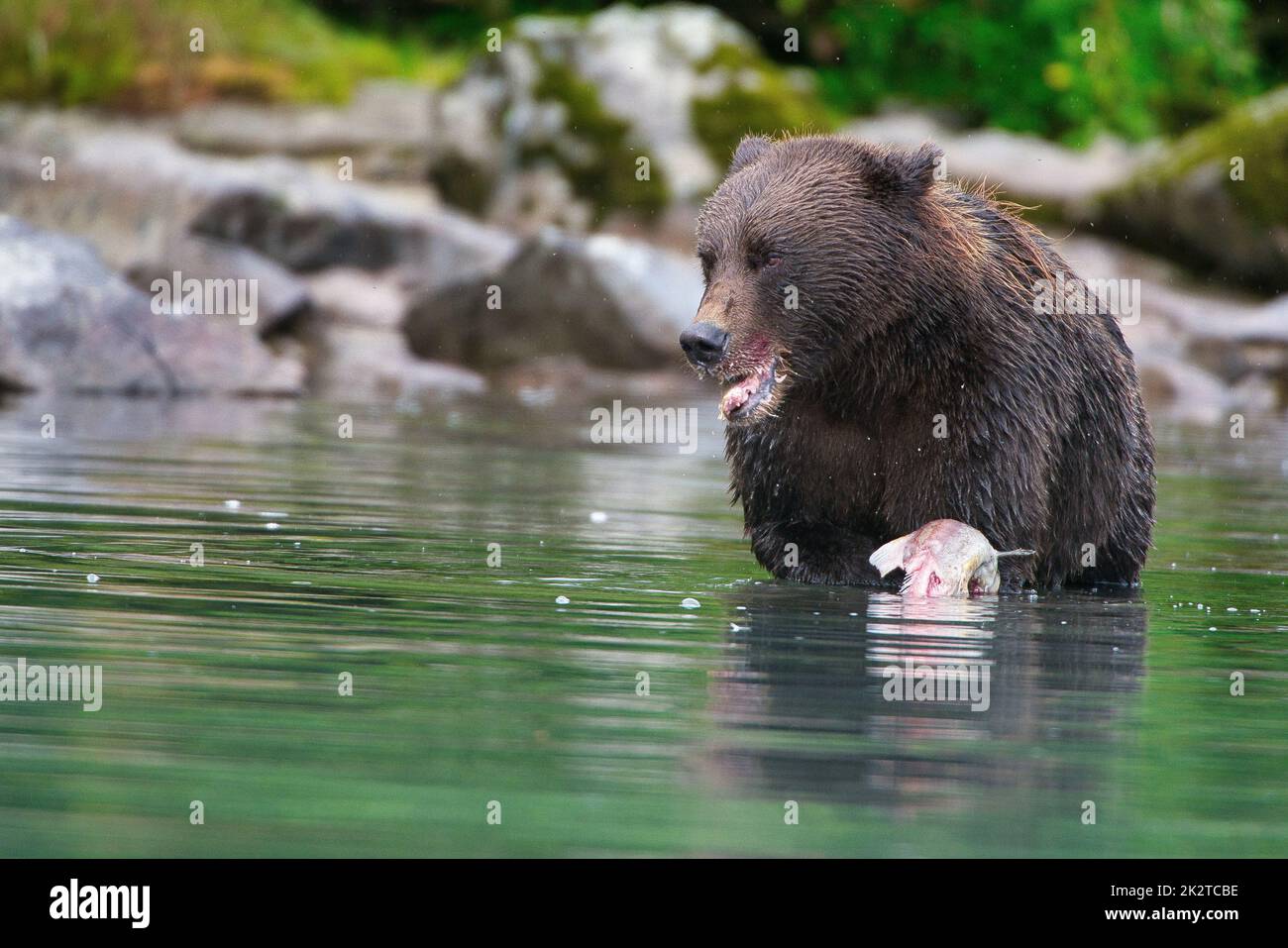 The Alaskan Brown Bear (Ursus horribilis) in Lake Clark National Park ...