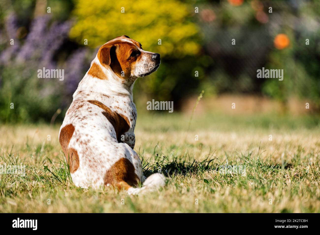 A brown and white Staffordshire Bull Terrier dog with brown spots in a ...