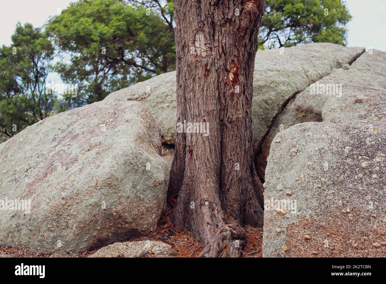 A thick tree trunk surrounded with a huge rock Stock Photo - Alamy