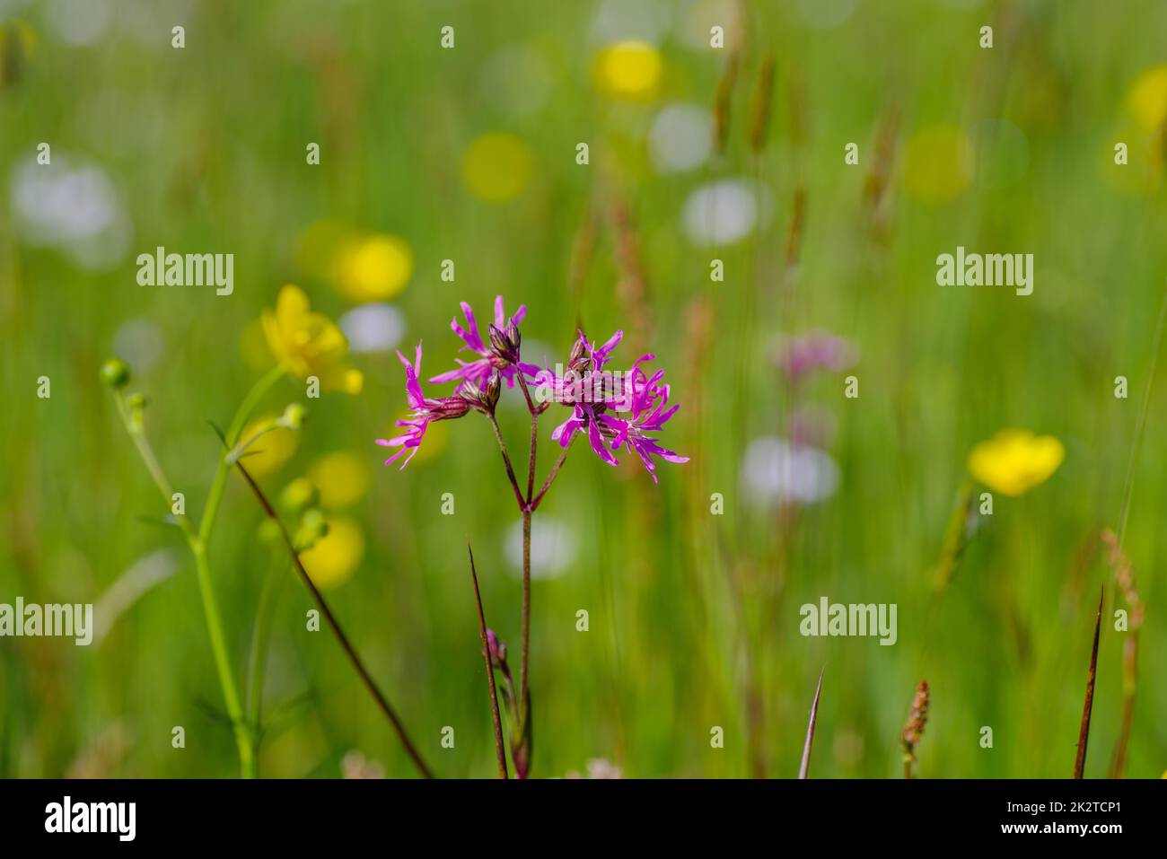 single ragged robin flower in a meadow Stock Photo - Alamy