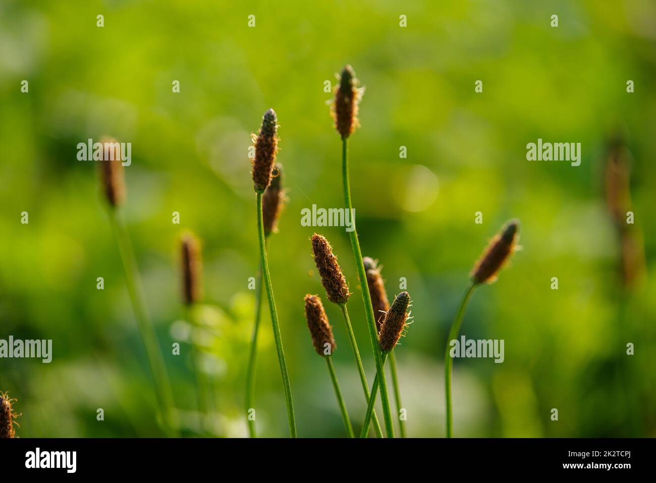 bunch of blooming grass in a grass field Stock Photo - Alamy
