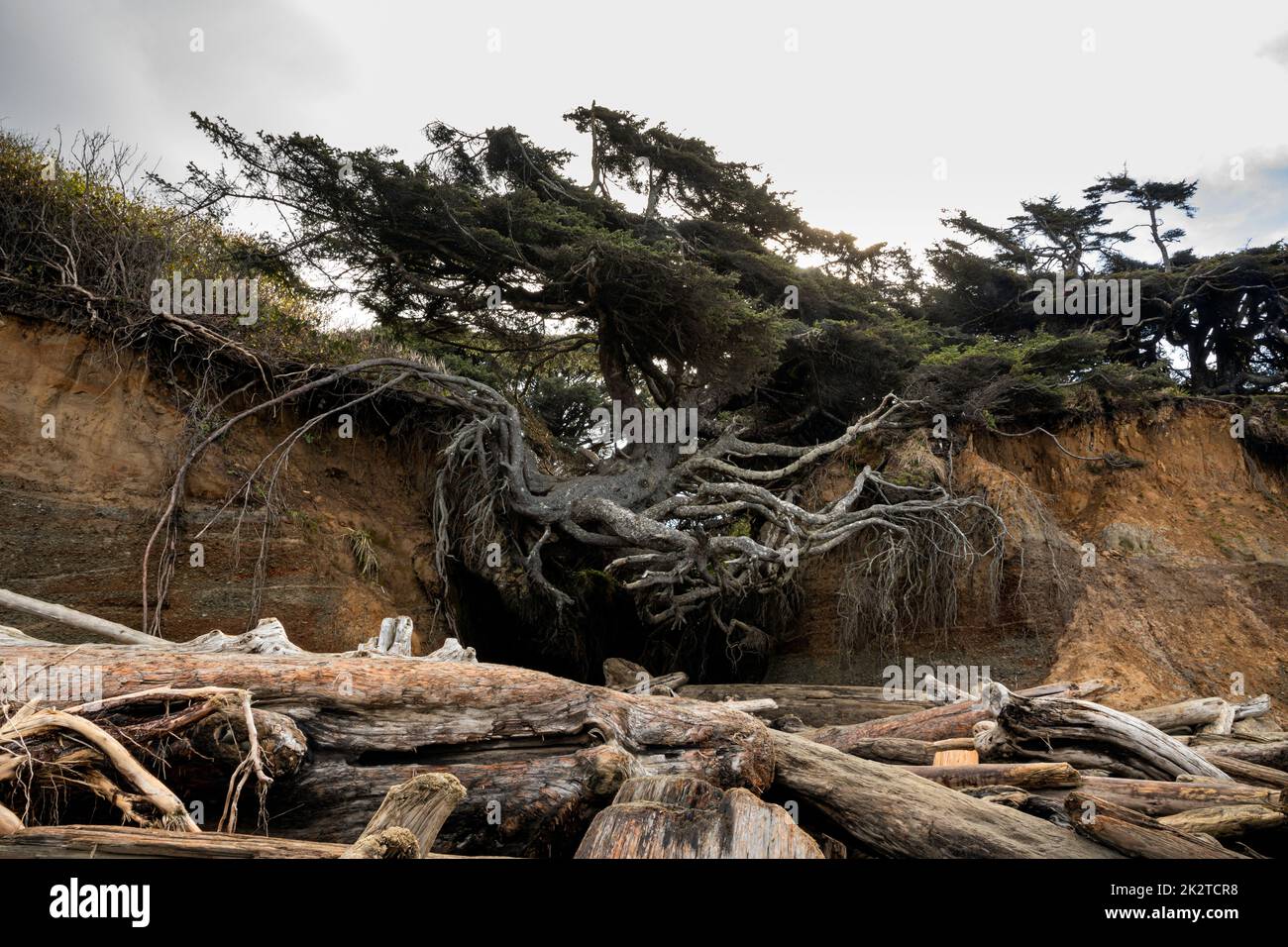 WA22068-00..WASHINGTON - The Tree of Life held by roots to two sides of ...