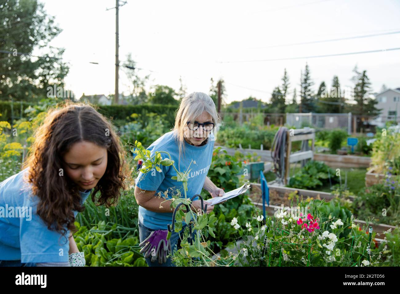 Allotment work hi-res stock photography and images - Alamy