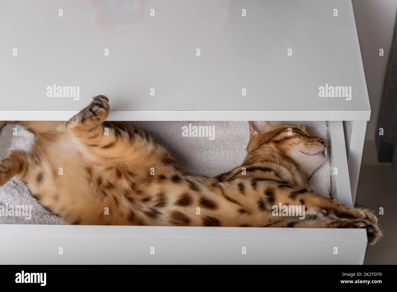 A cute Bengal cat lies in the linen drawer of the closet in the room ...