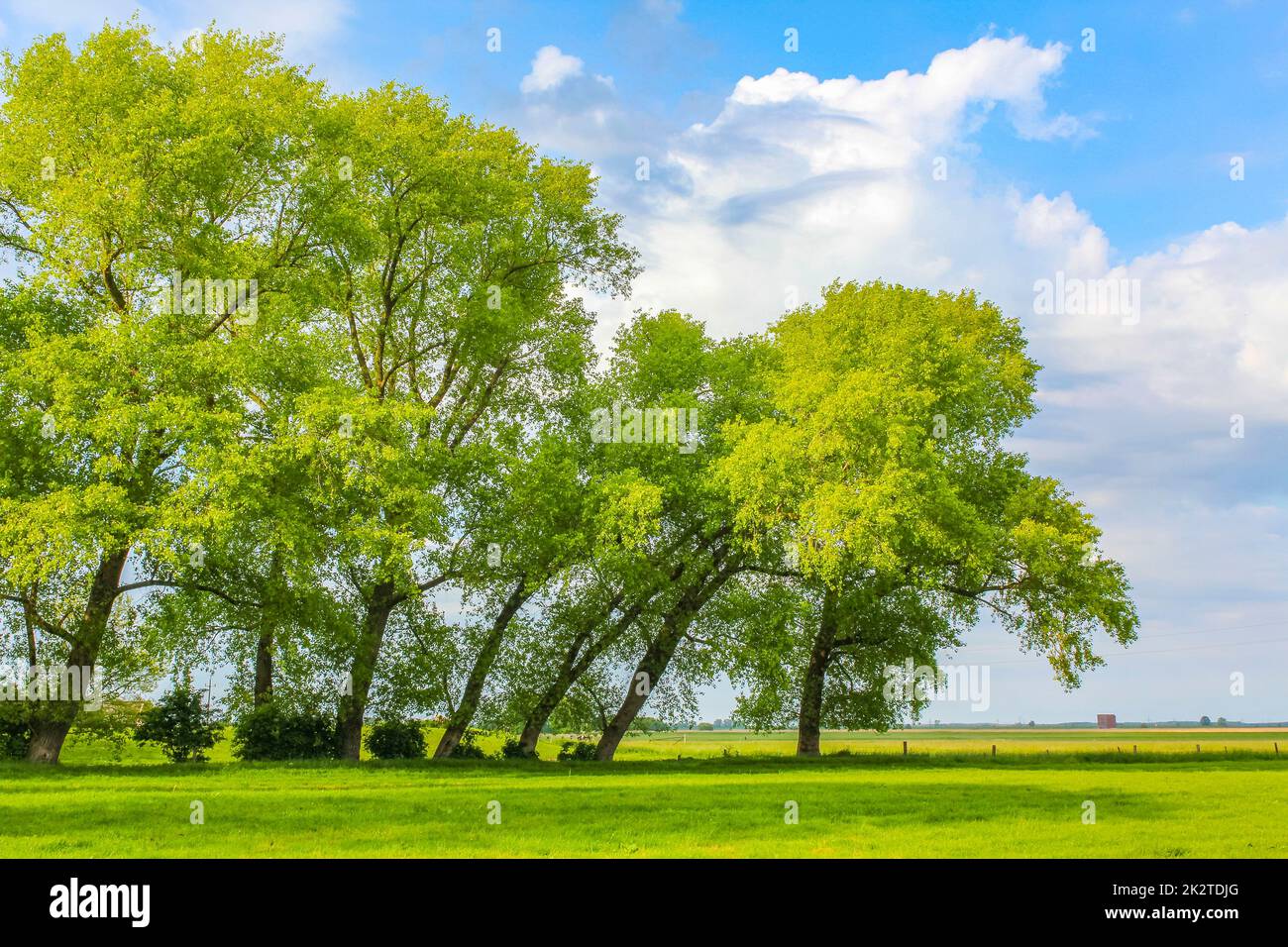 Harrier sand germany hi-res stock photography and images - Alamy