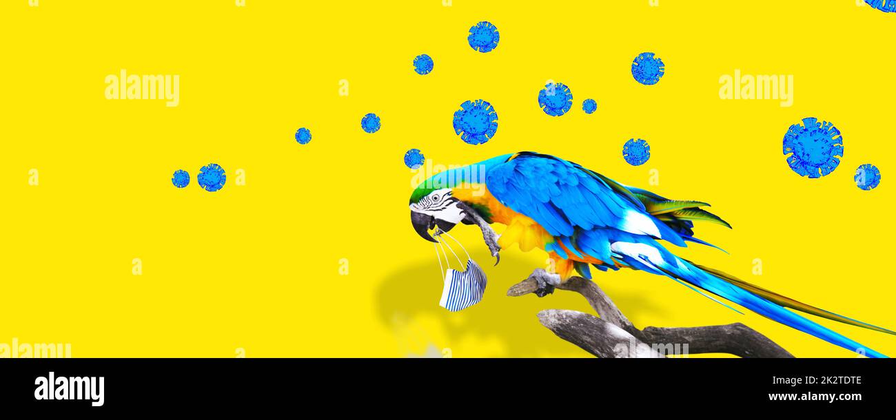 Macaw parrot with medical mask on vacation Stock Photo - Alamy