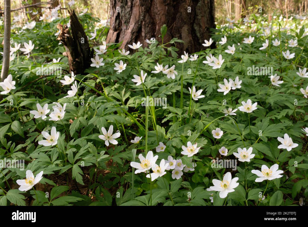 Single flower of Windflower(Anemone nemorosa) closeup Stock Photo - Alamy