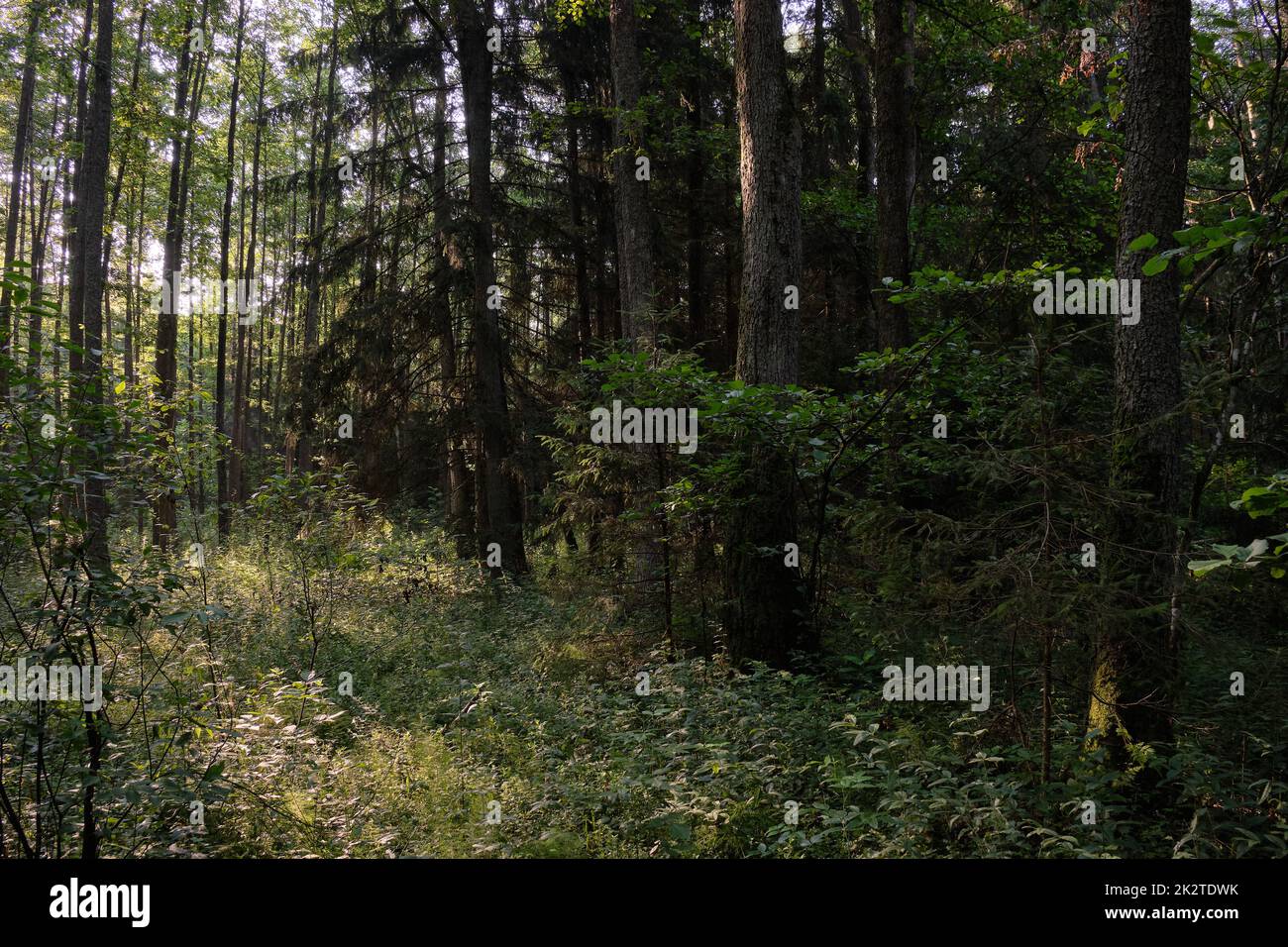 Sunlight in mixed forest hi-res stock photography and images - Alamy