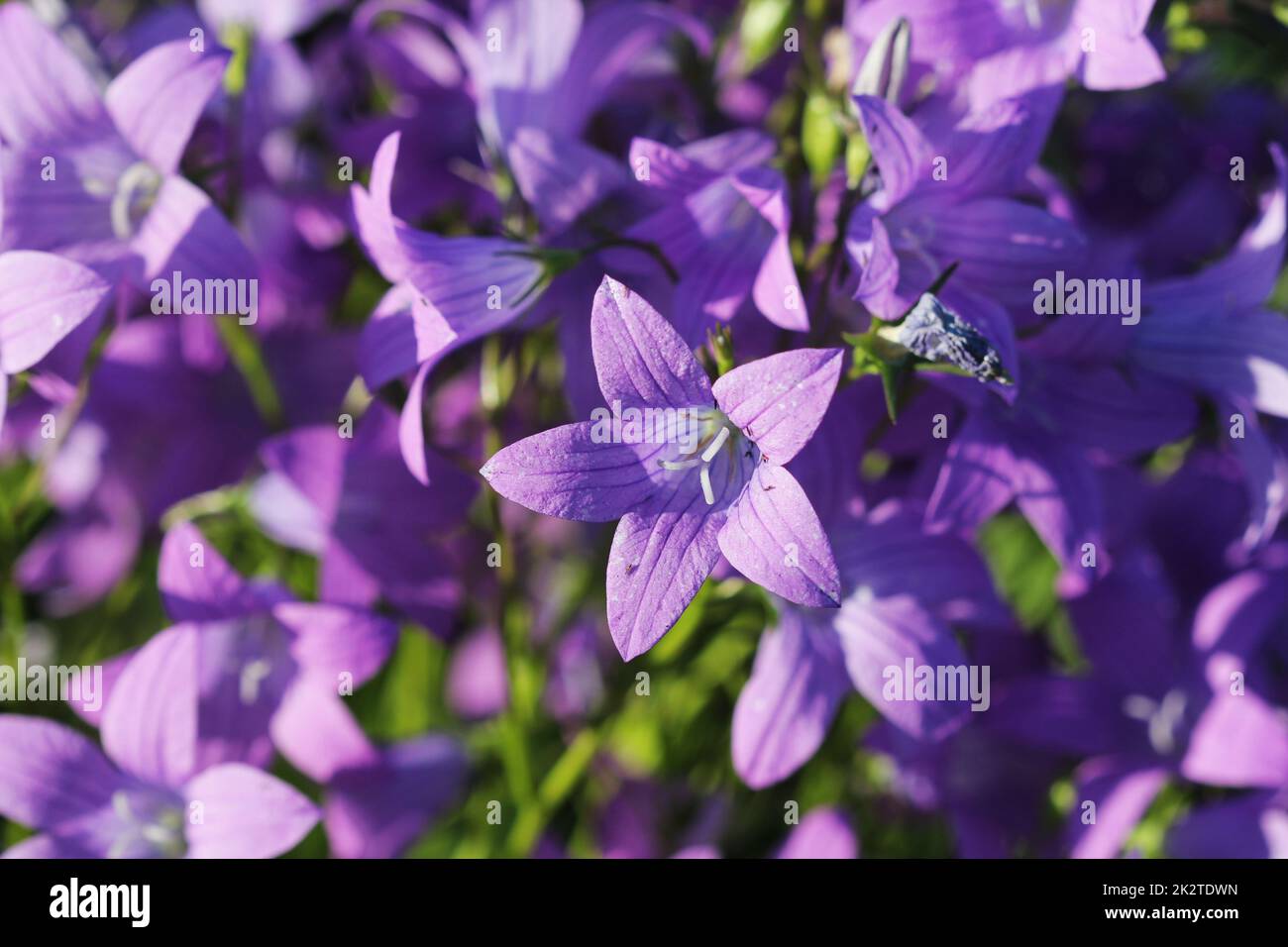 Group of Campanula patula spreading bellflower in bloom on the meadow ...