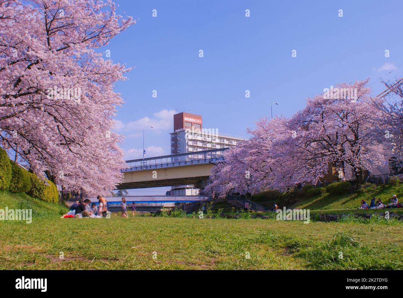Nogawa wrapped in cherry (Chofu, Tokyo Stock Photo - Alamy
