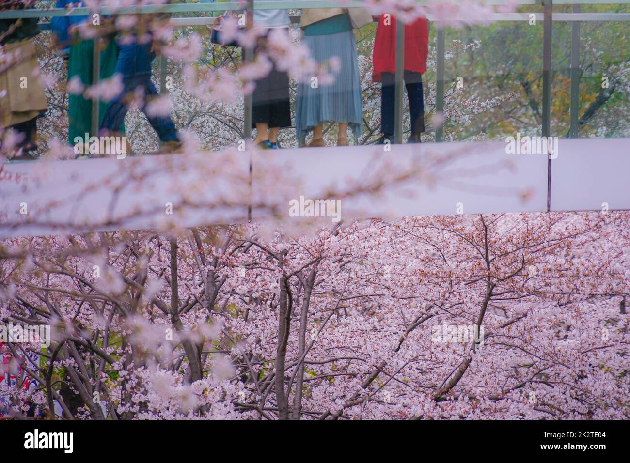 People to see the sights from the top of the full bloom of the cherry ...