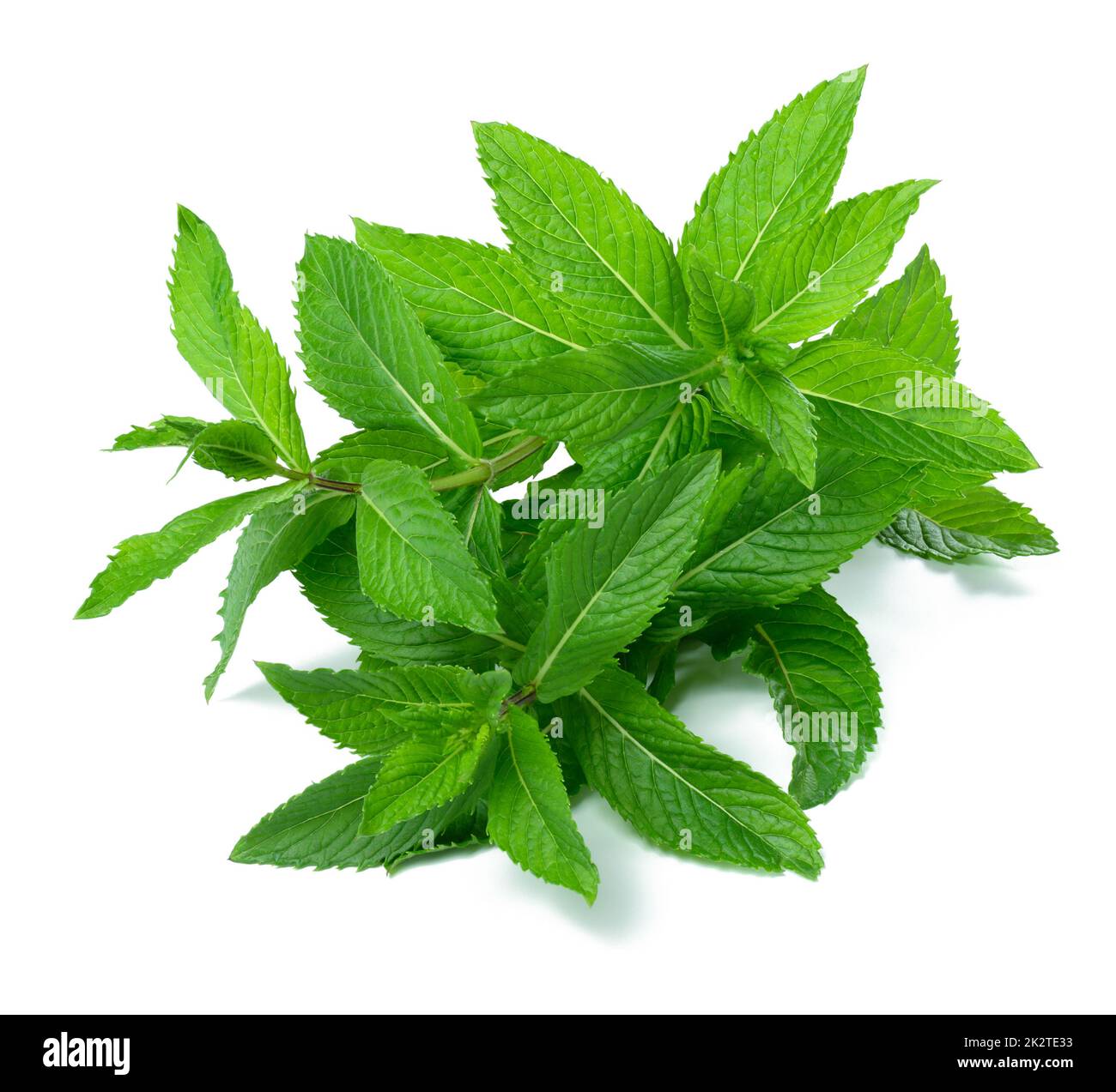 Sprig of peppermint with green leaves on a white isolated background ...