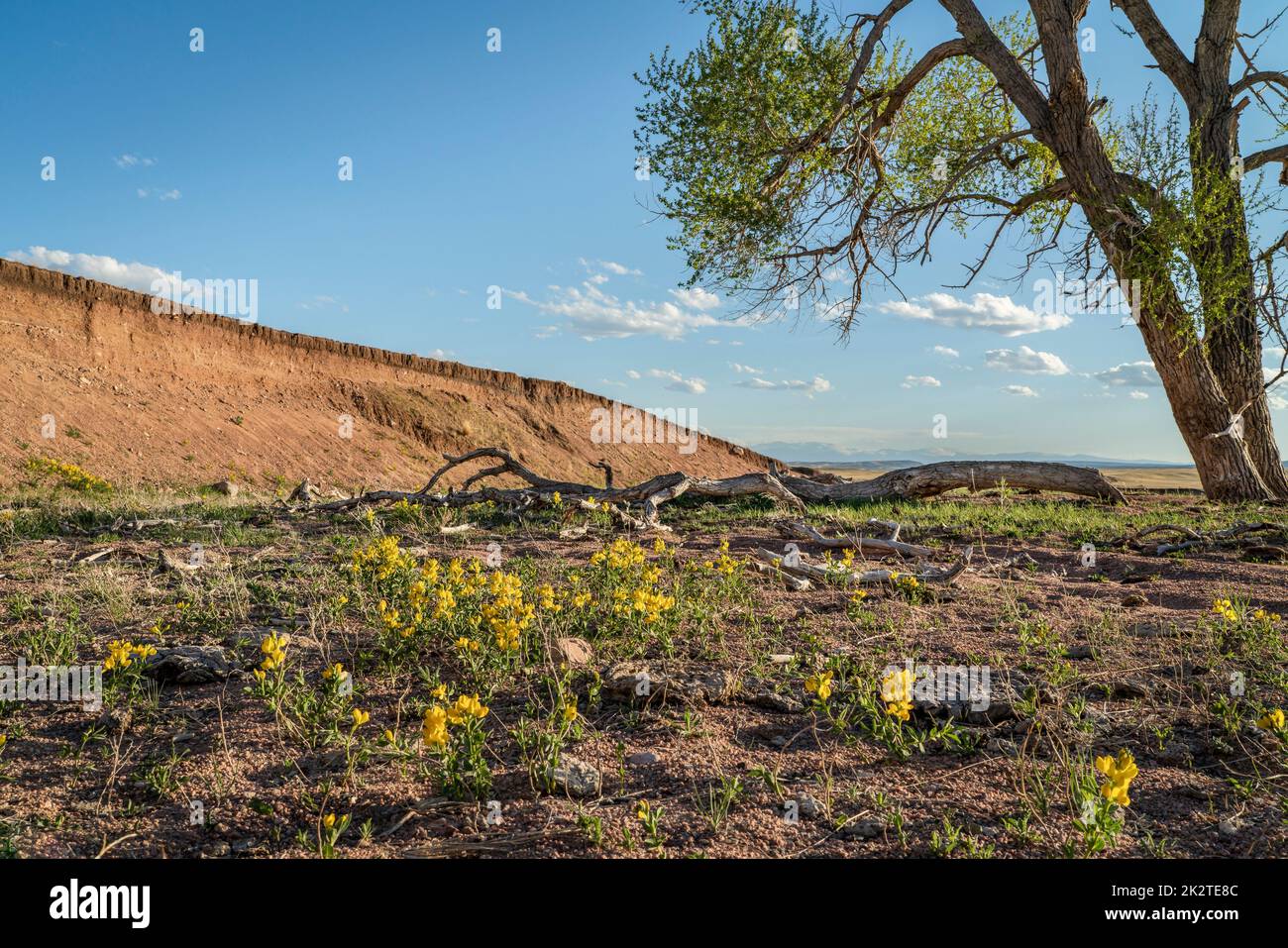 patch of yellow wildflowers in windy prairie Stock Photo - Alamy