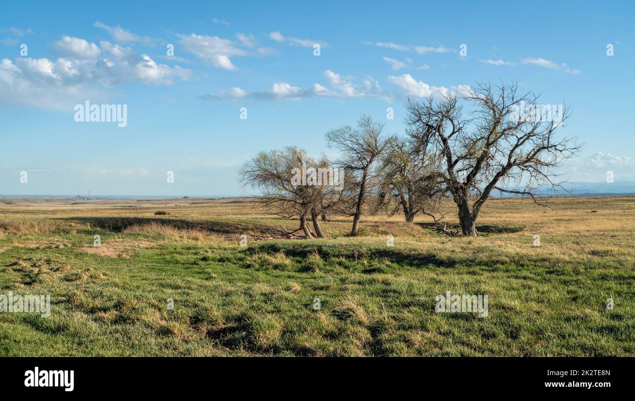 prairie in northern Colorado with a group of trees and stream Stock ...