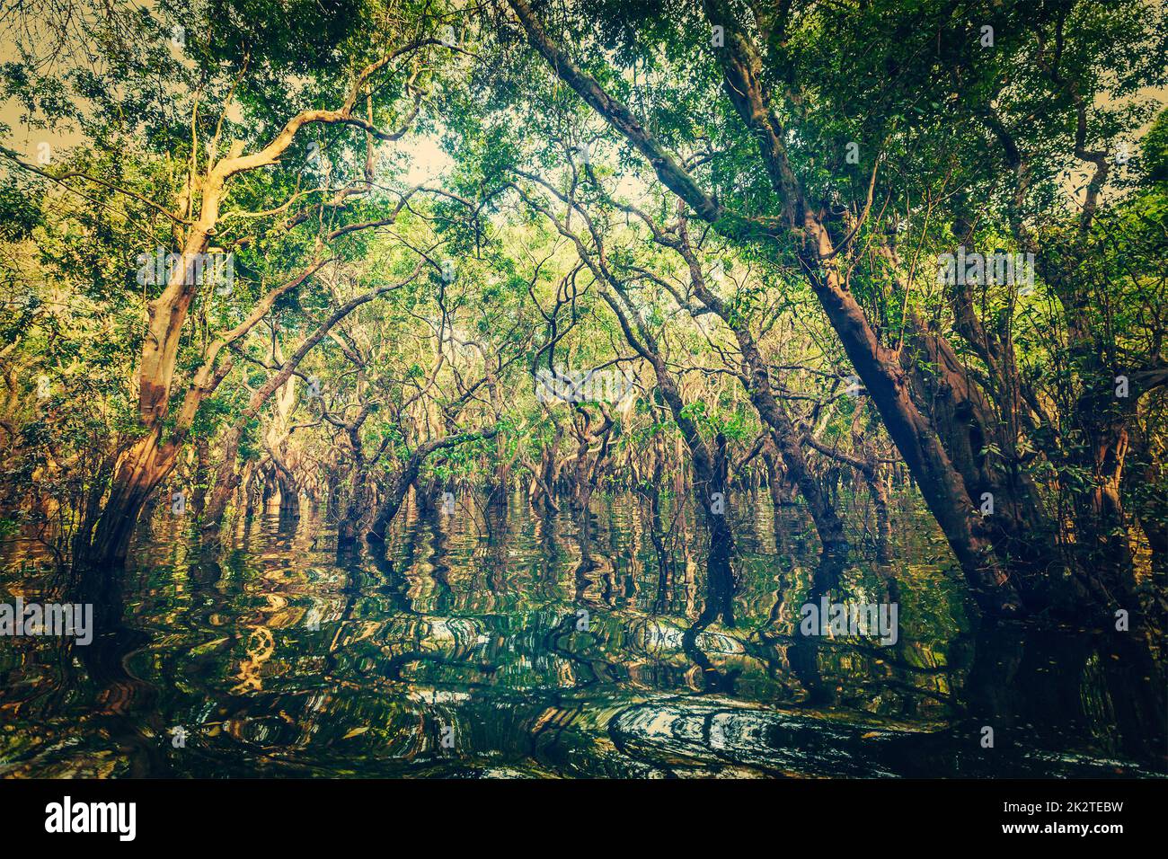 Flooded trees in mangrove rain forest Stock Photo - Alamy
