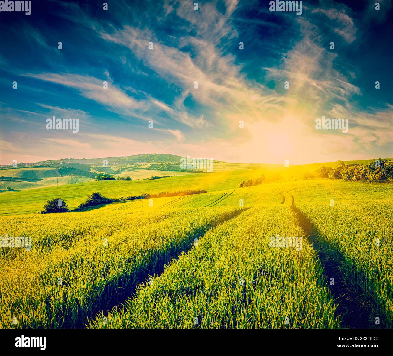 Sunset in field Stock Photo - Alamy