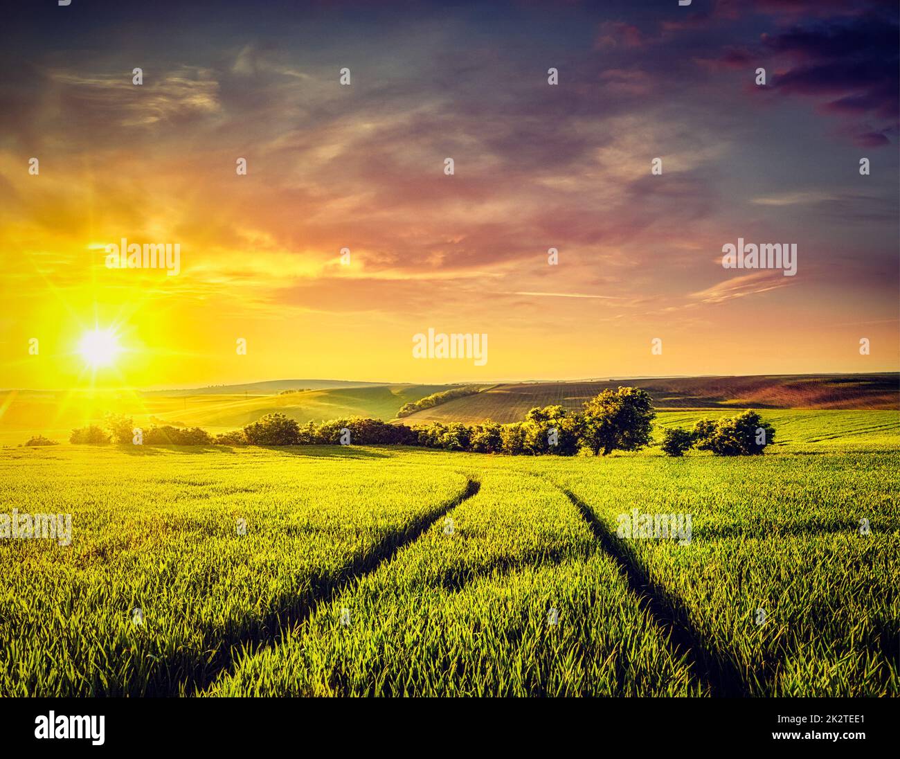 Sunset in field Stock Photo - Alamy
