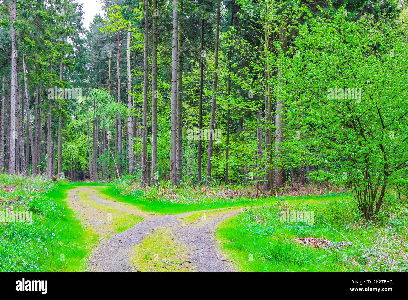 Natural panorama view with pathway green plants trees forest Germany ...