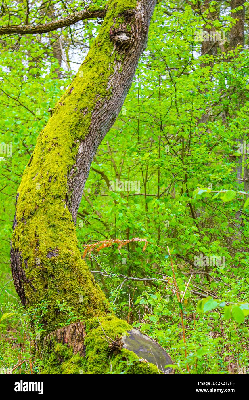 Natural panorama view with pathway green plants trees forest Germany ...