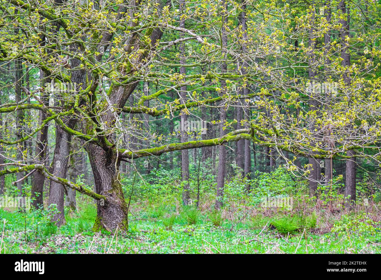 Natural panorama view with pathway green plants trees forest Germany ...