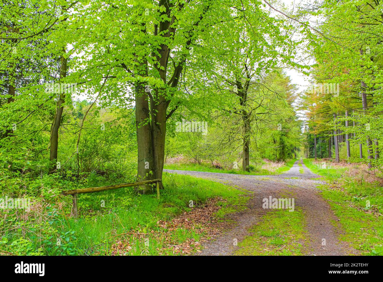 Natural panorama view with pathway green plants trees forest Germany ...
