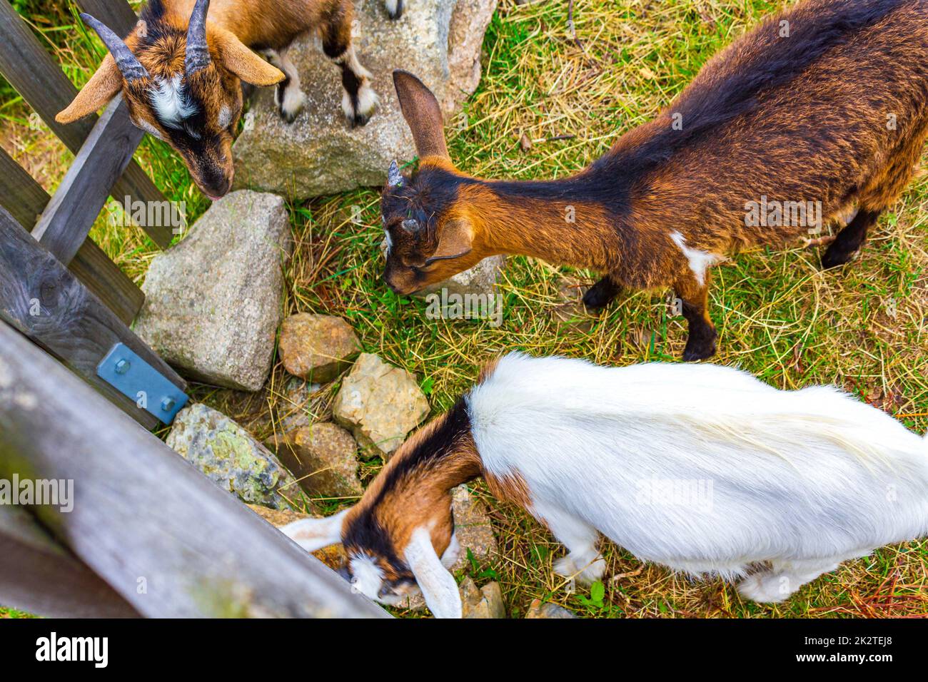 Portrait harz goat fawn hi-res stock photography and images - Alamy
