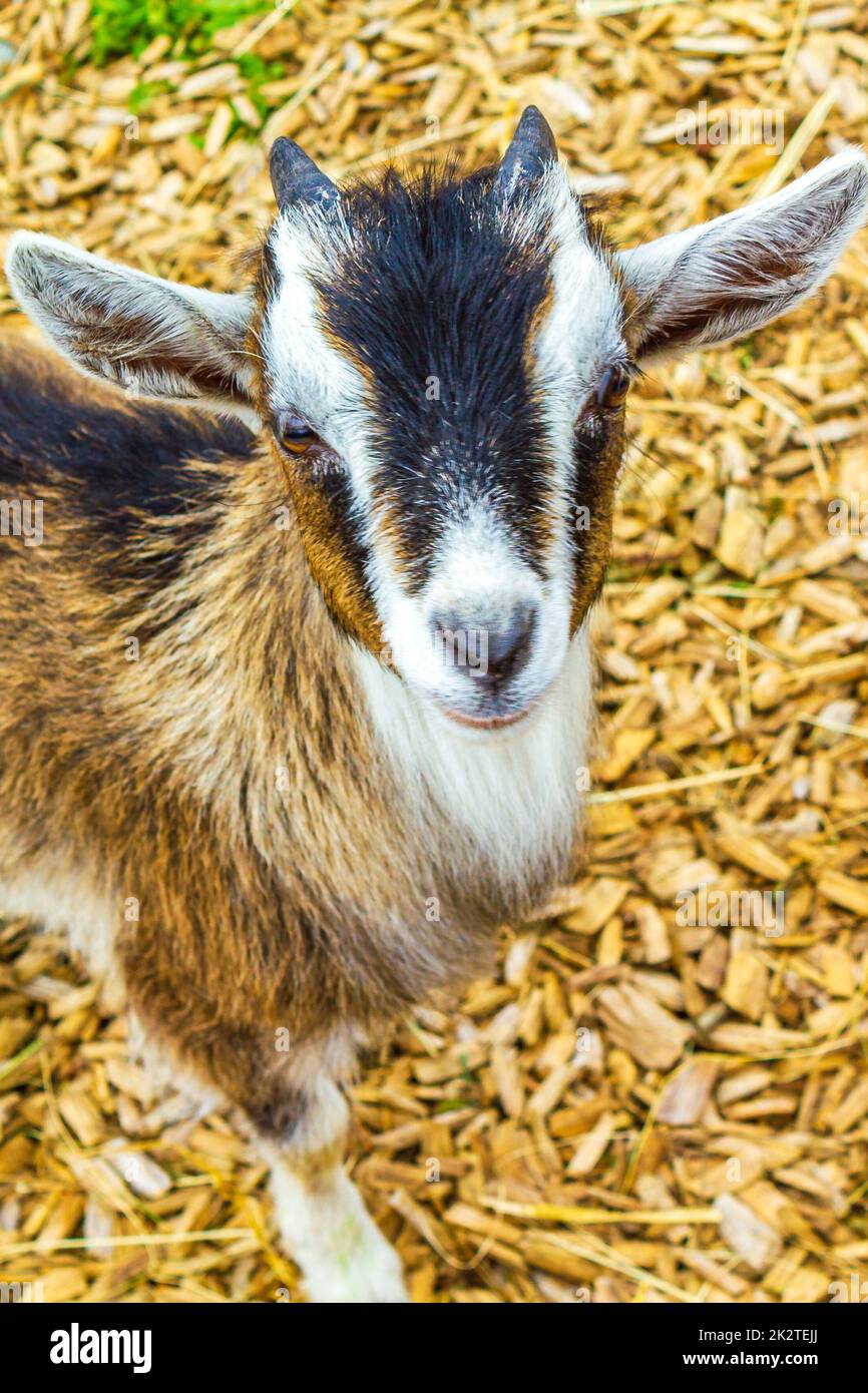 Cute goat hi-res stock photography and images - Alamy