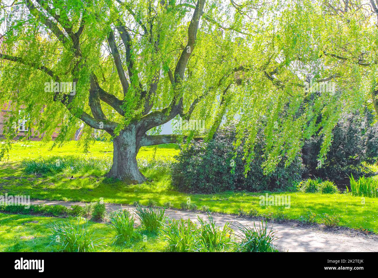 Majestic big old willow tree at Bad Bederkesa See Germany Stock Photo ...