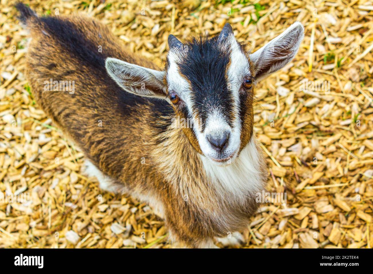 Cute goat hi-res stock photography and images - Alamy