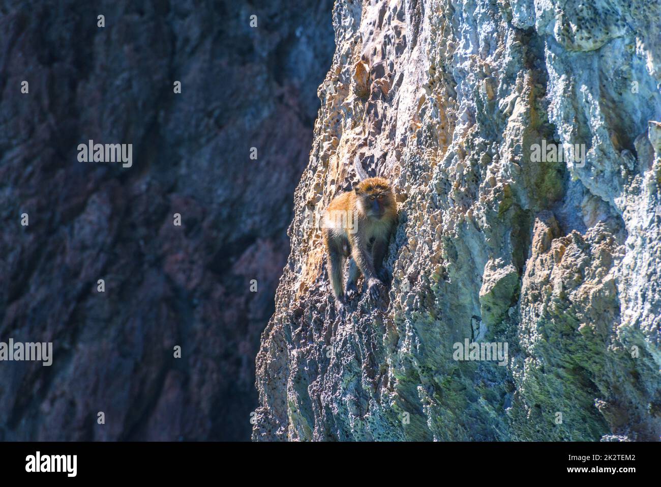 Macaque, Monkey beach, Phi Phi Don island, Andaman sea, Krabi, T Stock ...