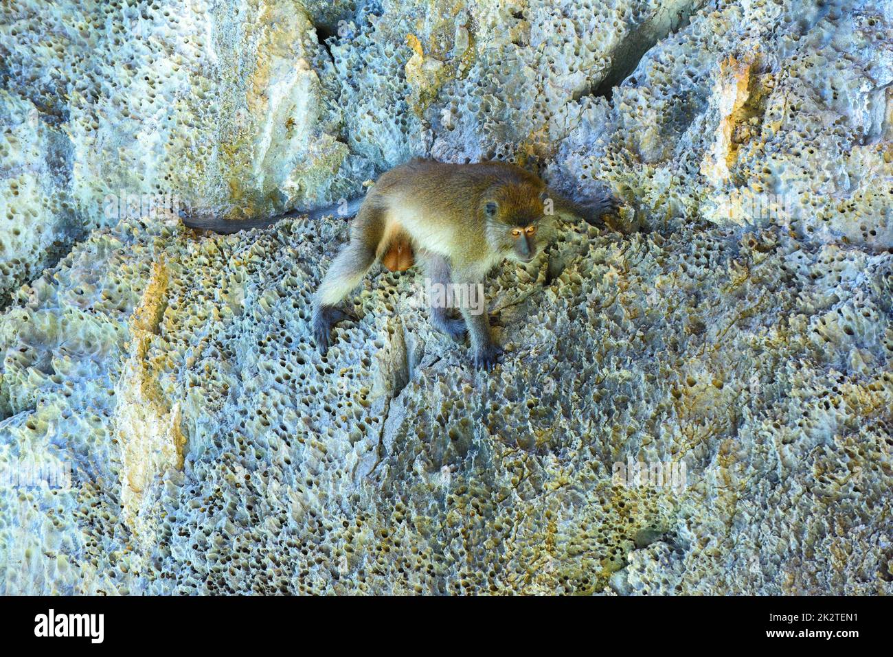 Macaque, Monkey beach, Phi Phi Don island, Andaman sea, Krabi, T Stock ...