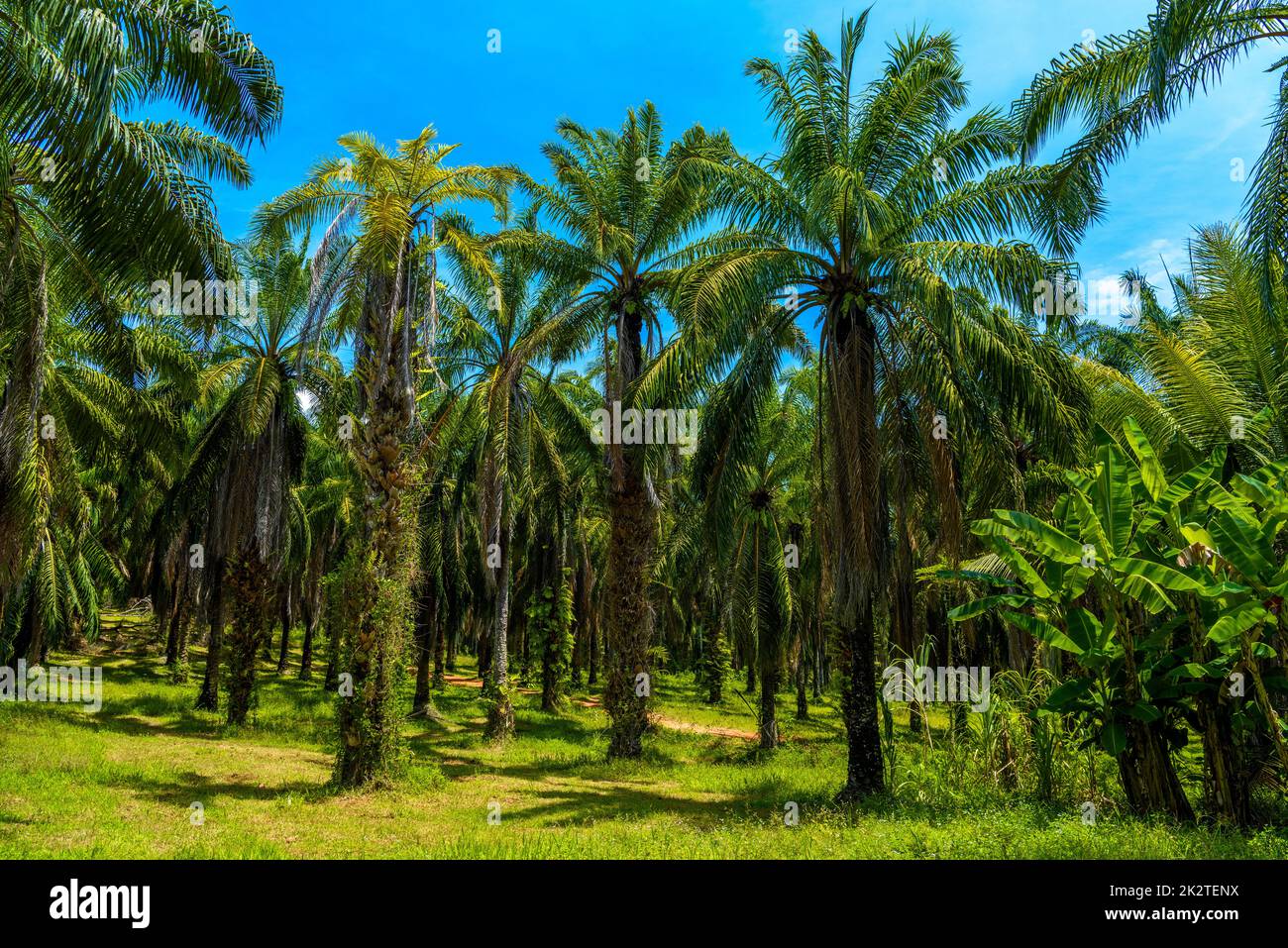 Oil Palms plantation, Than Bok Khorani National Park, Krabi, Tha Stock ...